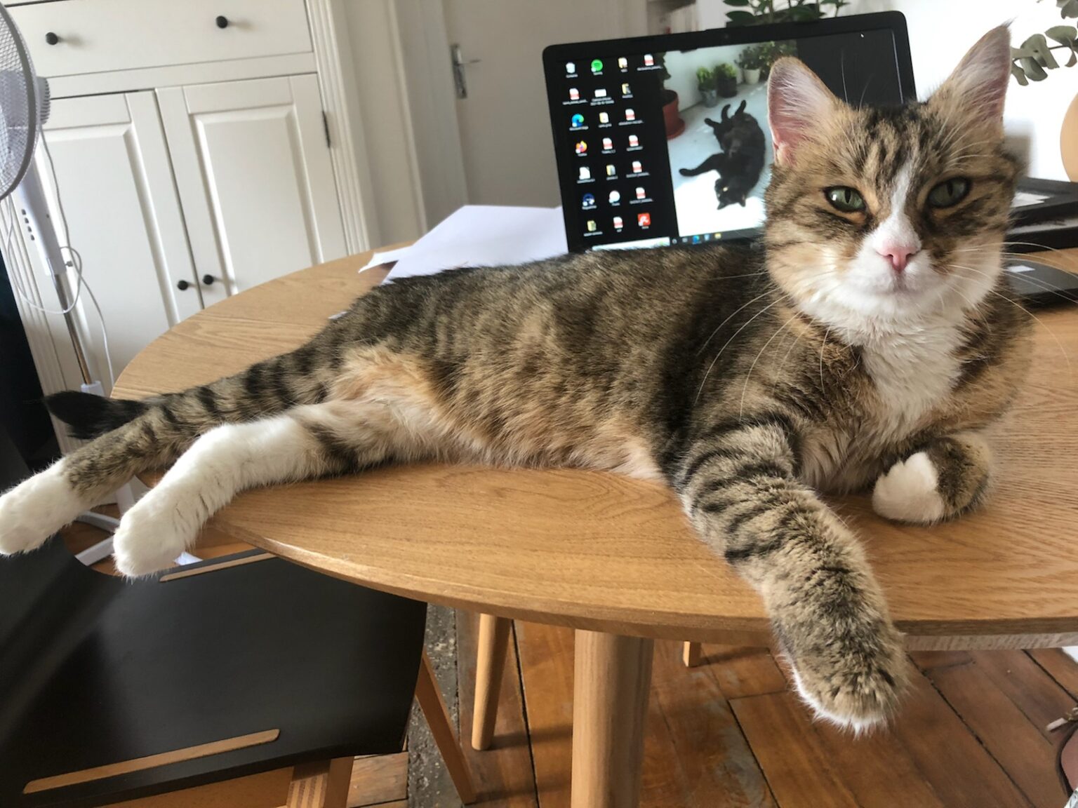 Coucoune - Adopte un matou