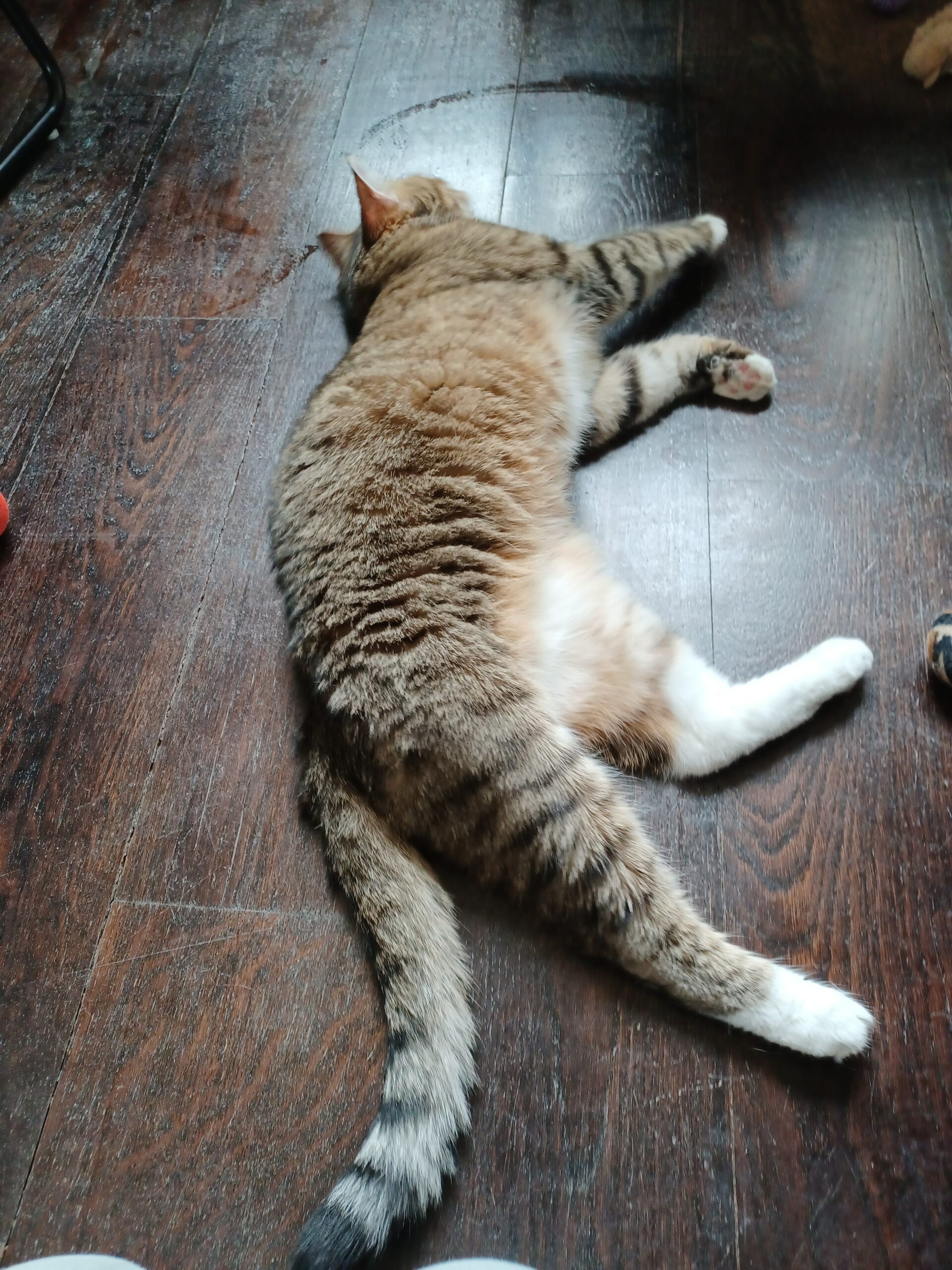 Coucoune - Adopte un matou