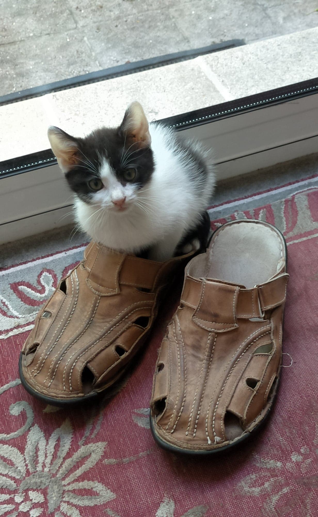 Adoption chats chatons Paris région parisienne - Adopte un matou