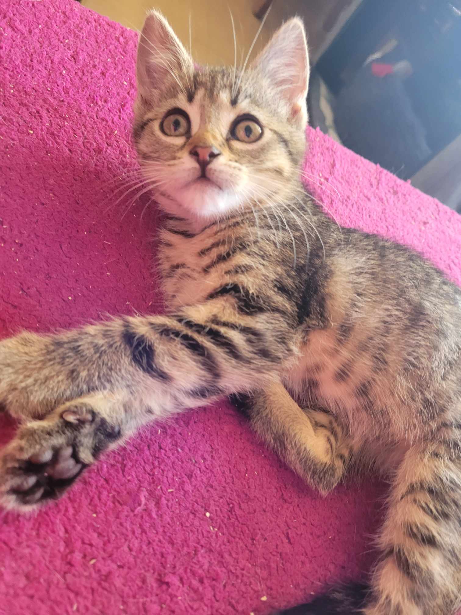 Xéna et Vénus - Adopte un matou