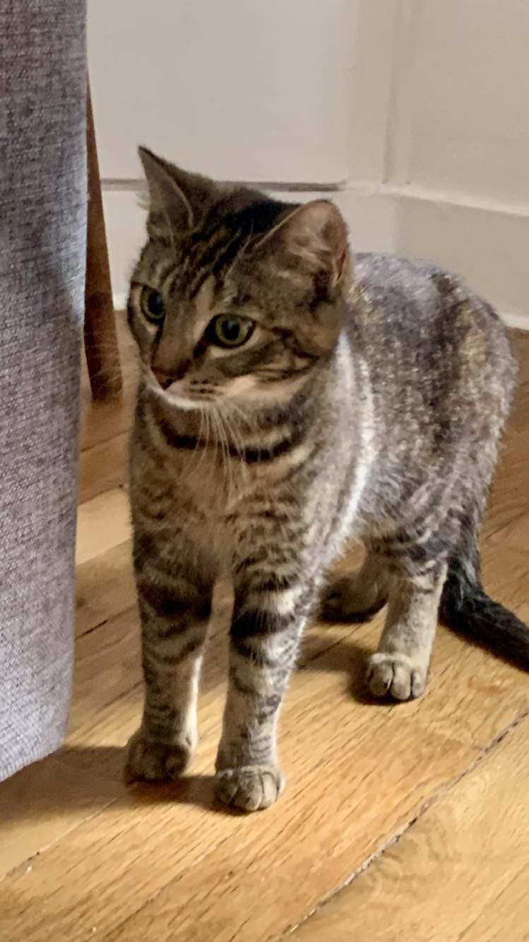 Joy - Adopte un matou