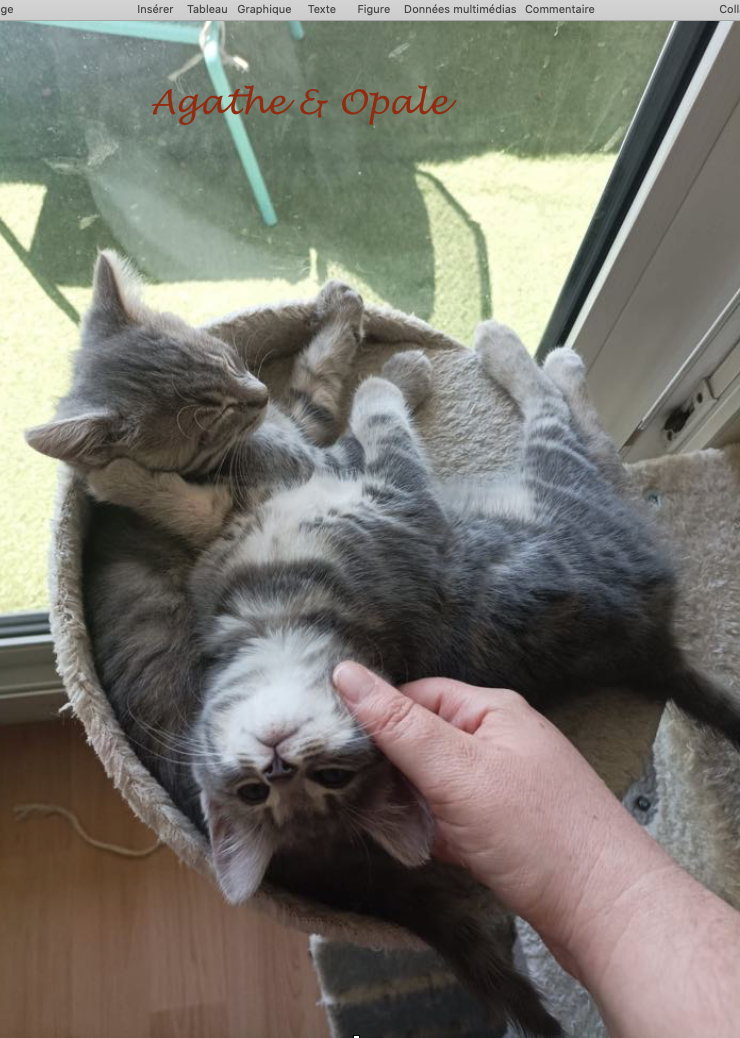 Opale et Agathe - Adopte un matou