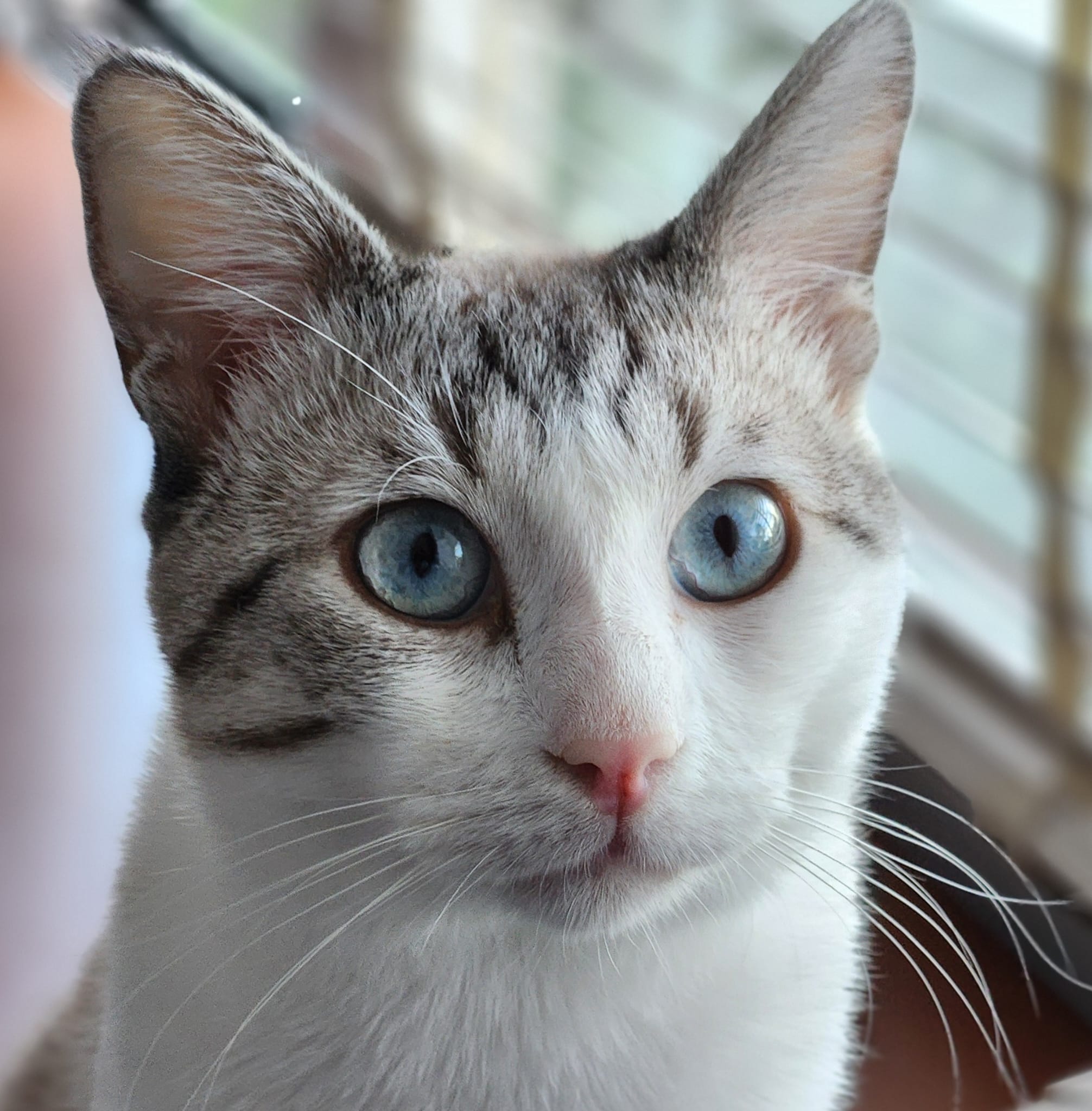 Oasis - Adopte un matou