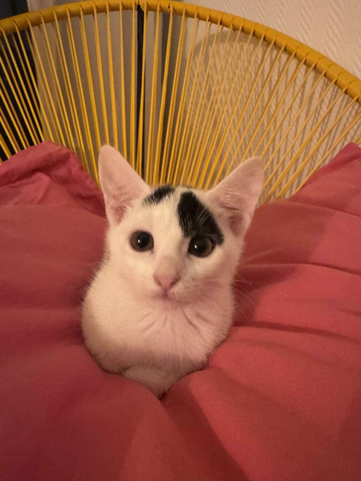 Camélia - Adopte un matou