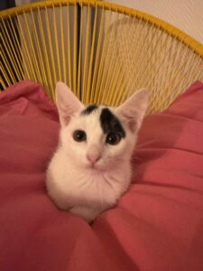 Camélia - Adopte un matou