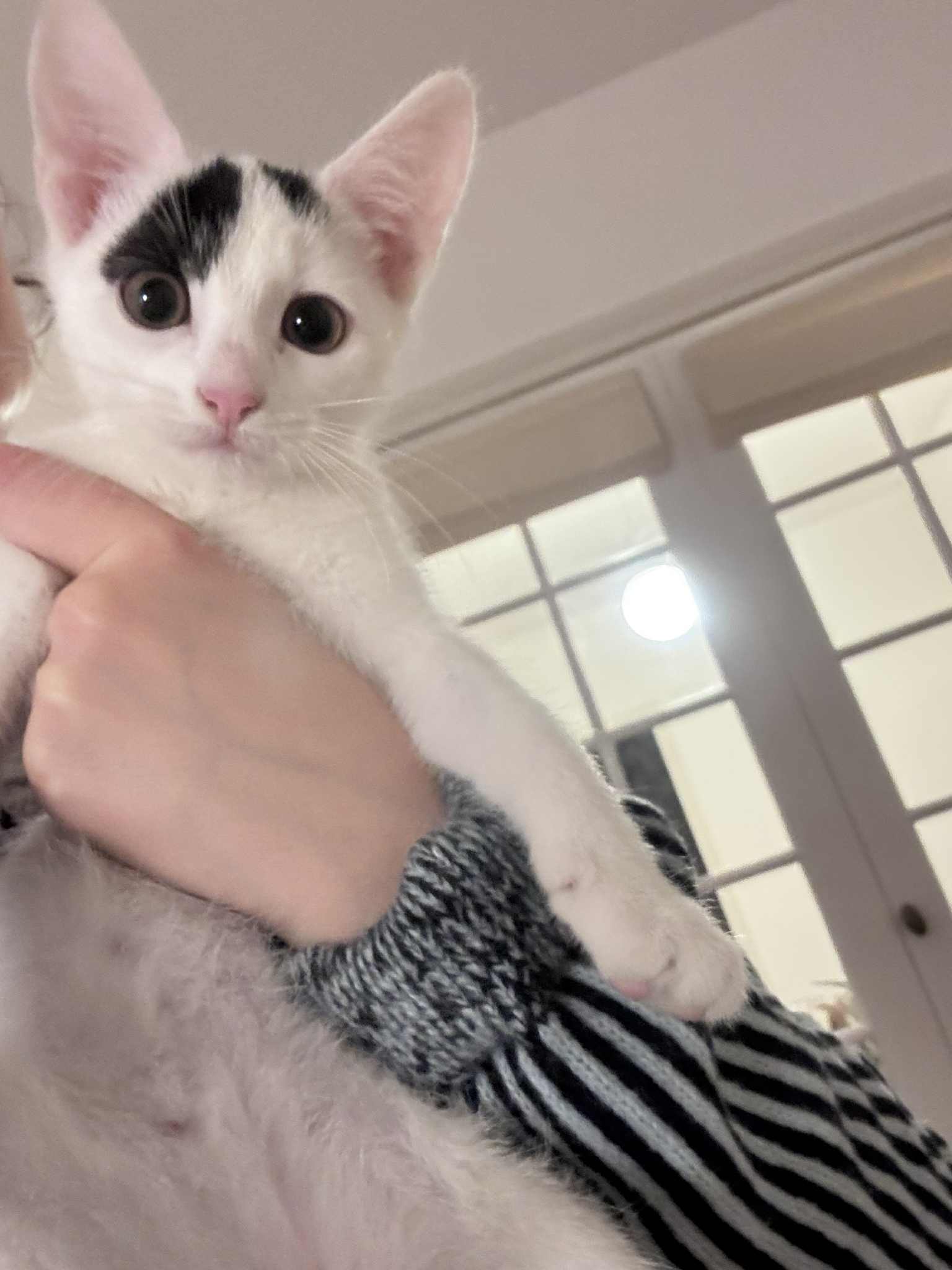 Camélia - Adopte un matou