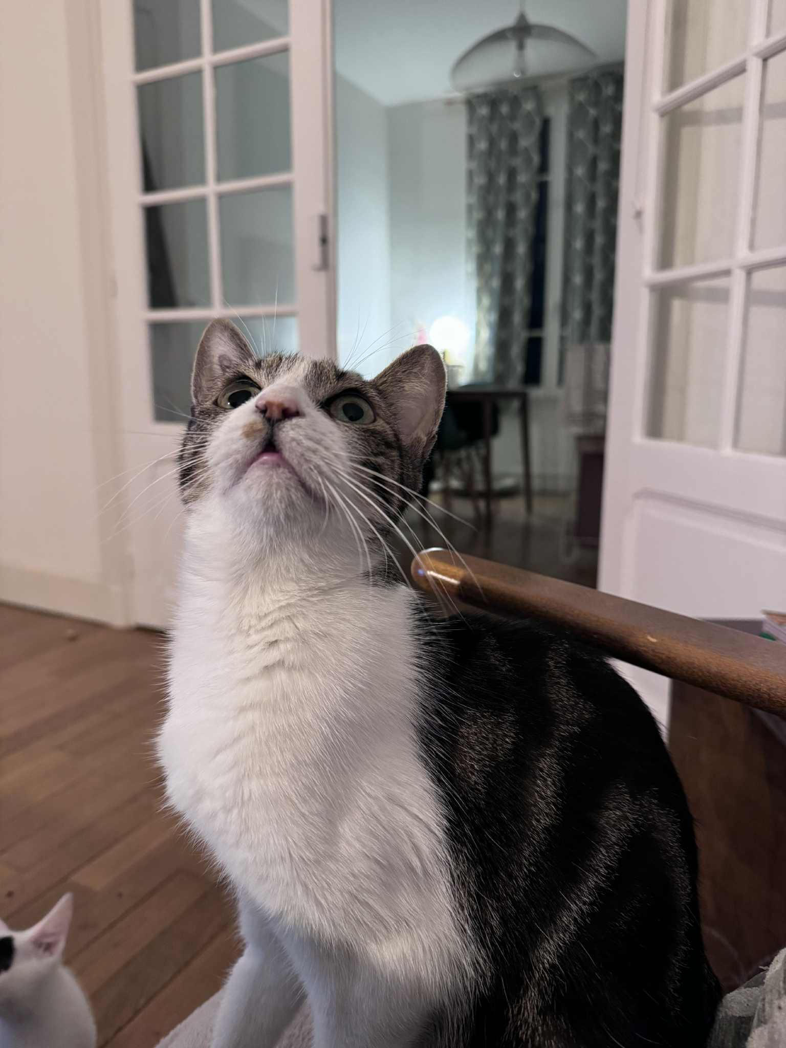 Iris - Adopte un matou