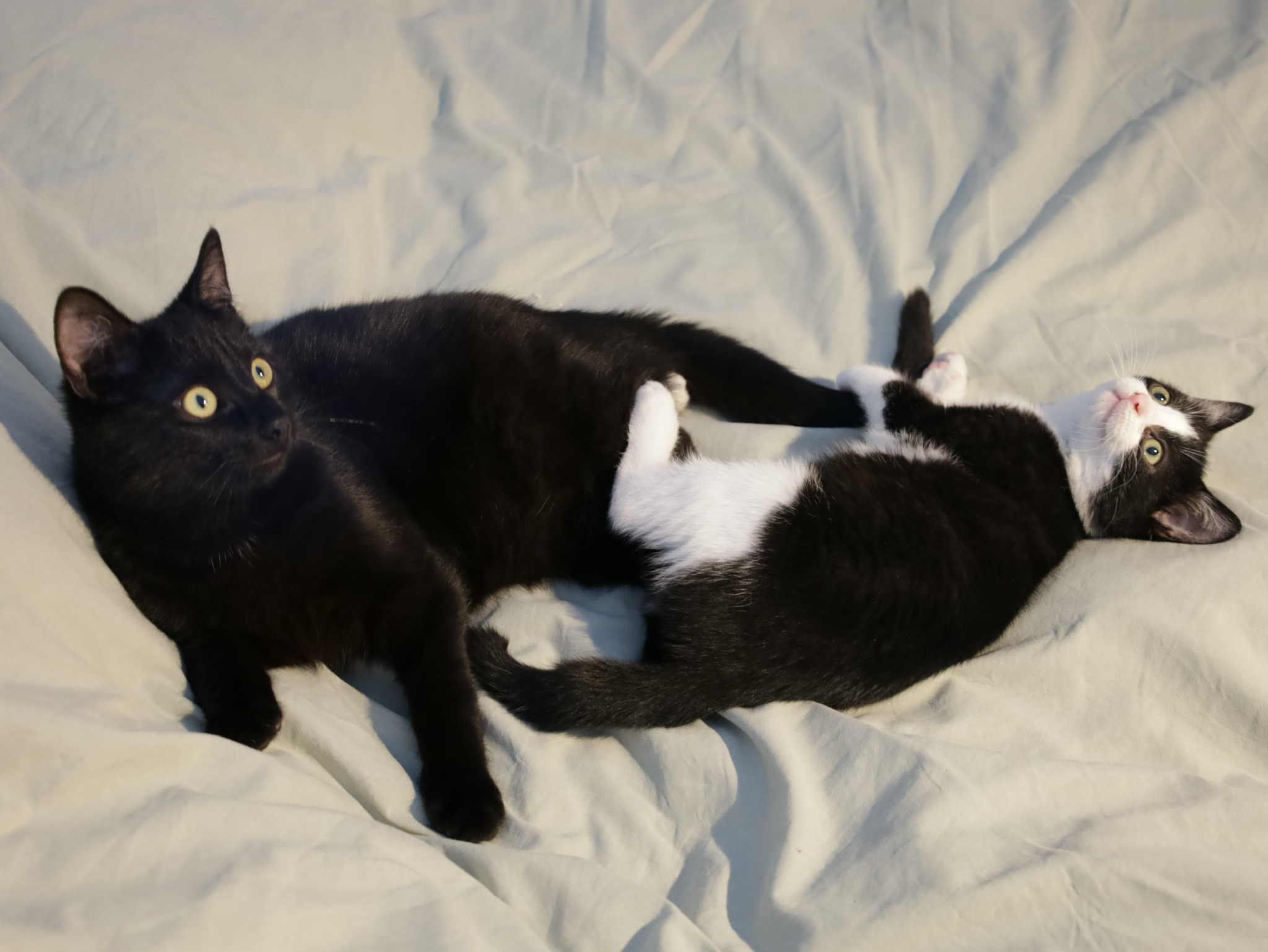 Kali - Adopte un matou