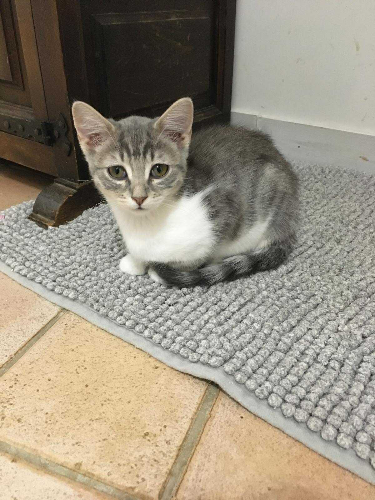 Simonetta - Adopte un matou