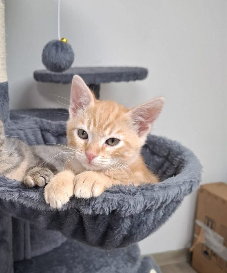 Paquito - Adopte un matou