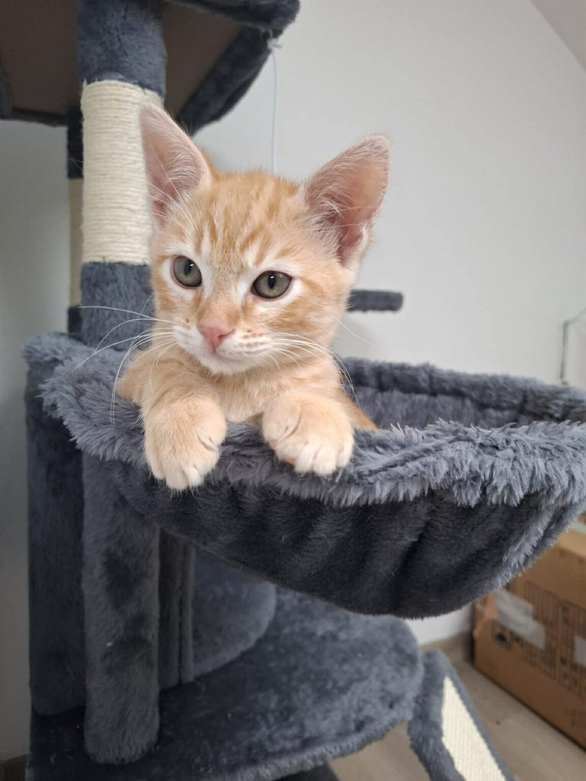 Paquito - Adopte un matou